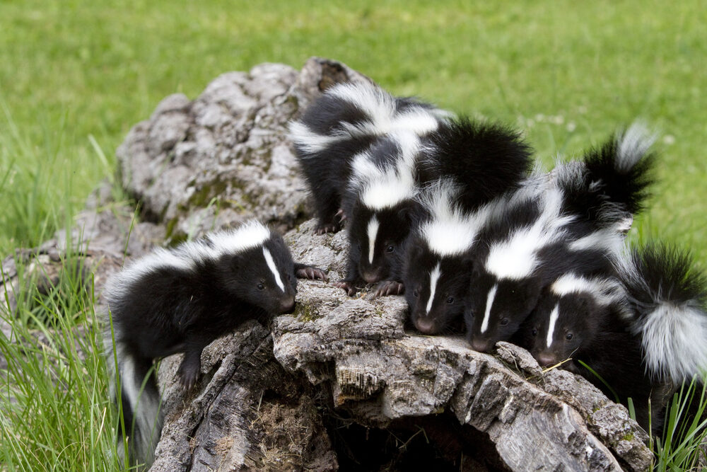 Critters Wreaking Havoc? Here’s How to Protect Your Home the Right Way ...