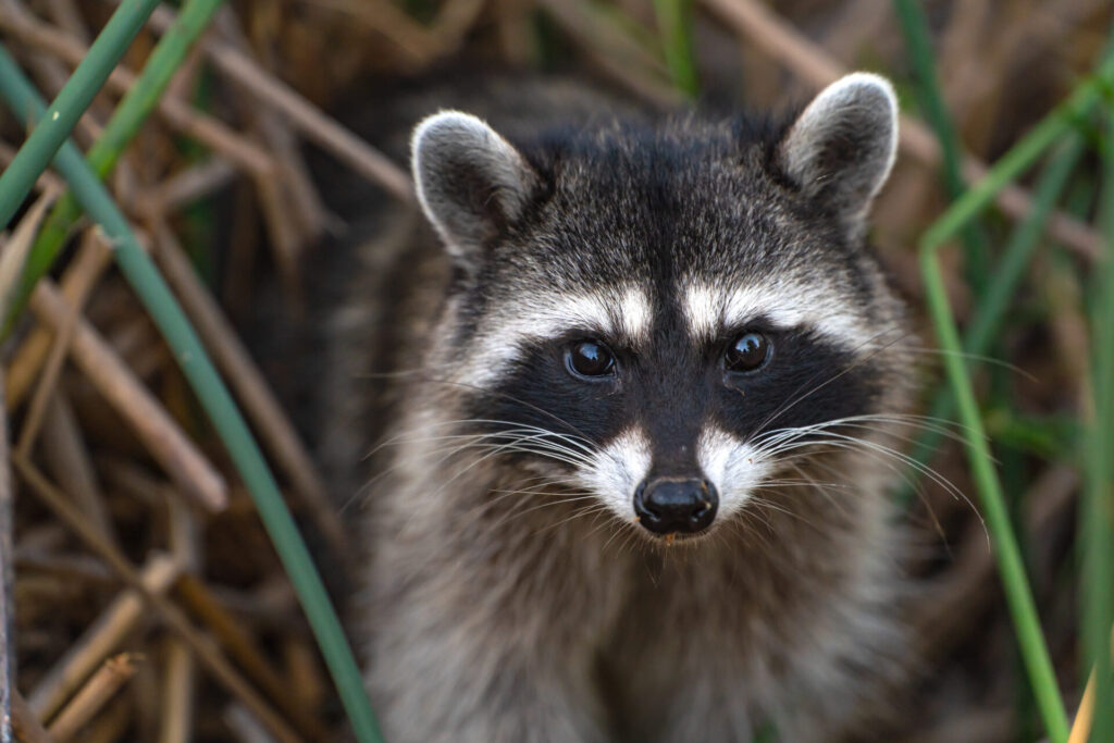 When to Call Wild Animal Removal Services