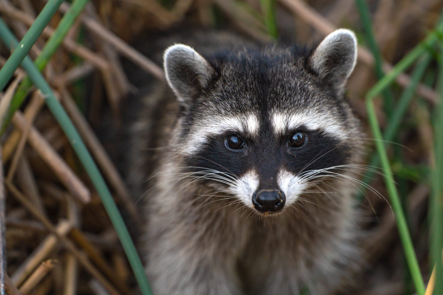 When to Call Wild Animal Removal Services